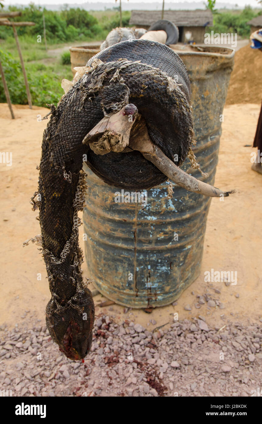 African rock python (Python sebae) killed for bushmeat, Road ...