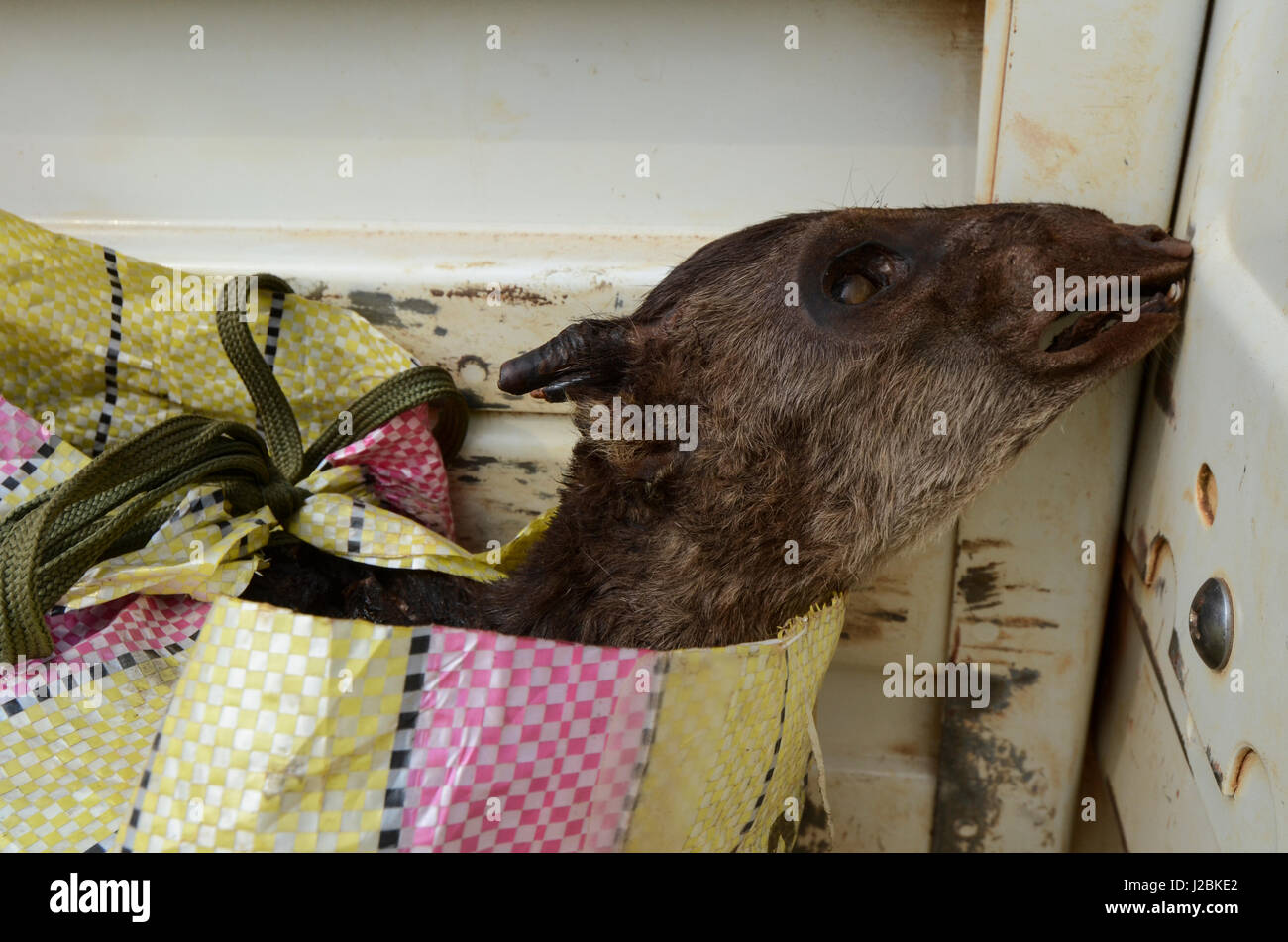 Bushmeat inspection and Western blue duiker (Philantomba congica ...