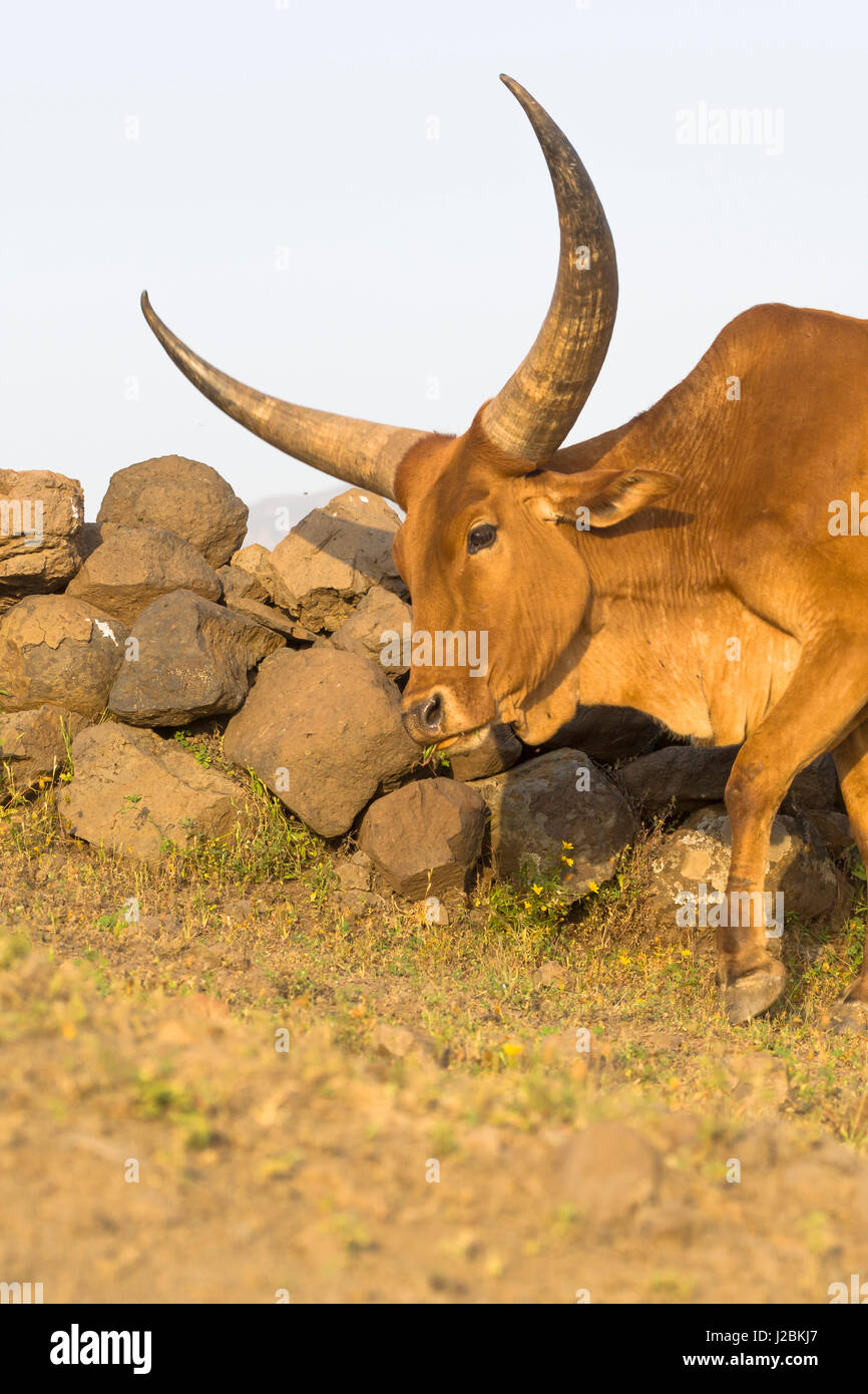 Africa, Ethiopian Highlands, Eastern Amhara, Lalibela, zebu cow. Zebu ...