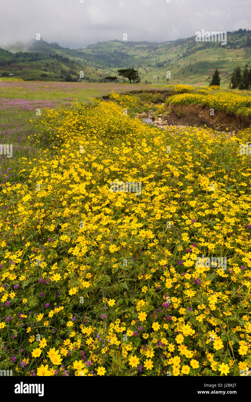 Meskel flowers hi-res stock photography and images - Alamy