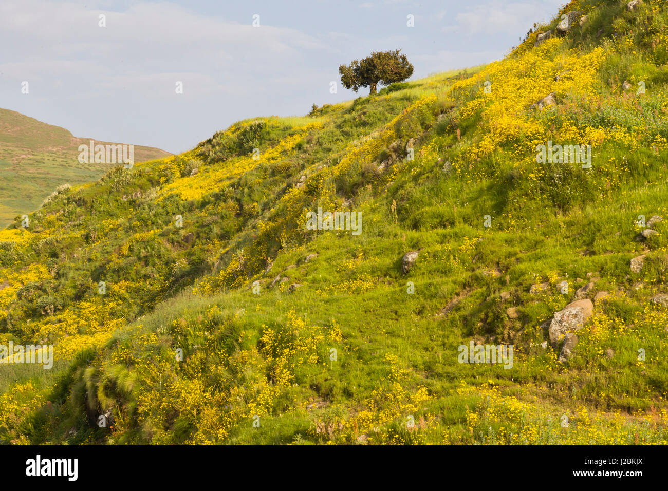 Africa, Ethiopian Highlands, Western Amhara, Meskel flowers, (Yadey ...