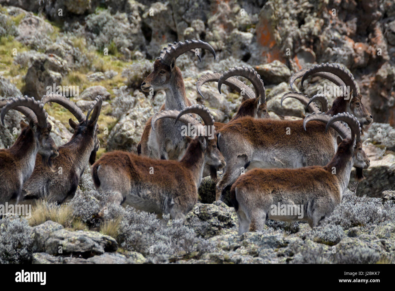 Africa, Ethiopian Highlands, Western Amhara, Simien Mountains National ...