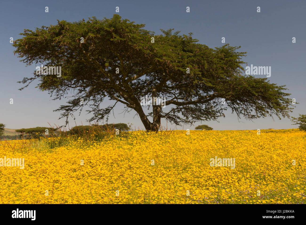 Meskel flowers hi-res stock photography and images - Alamy