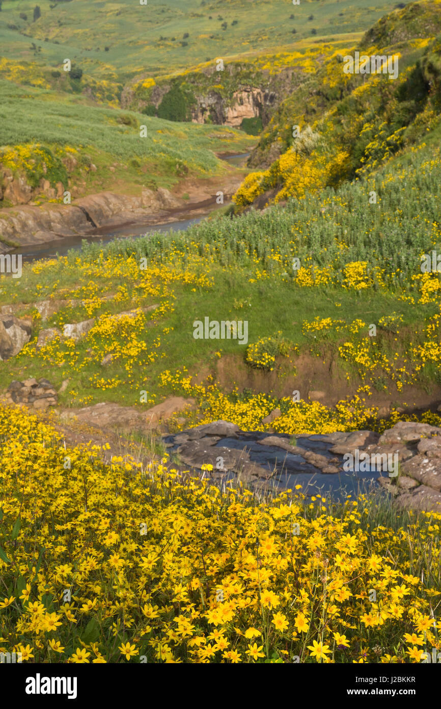 Meskel flowers hi-res stock photography and images - Alamy