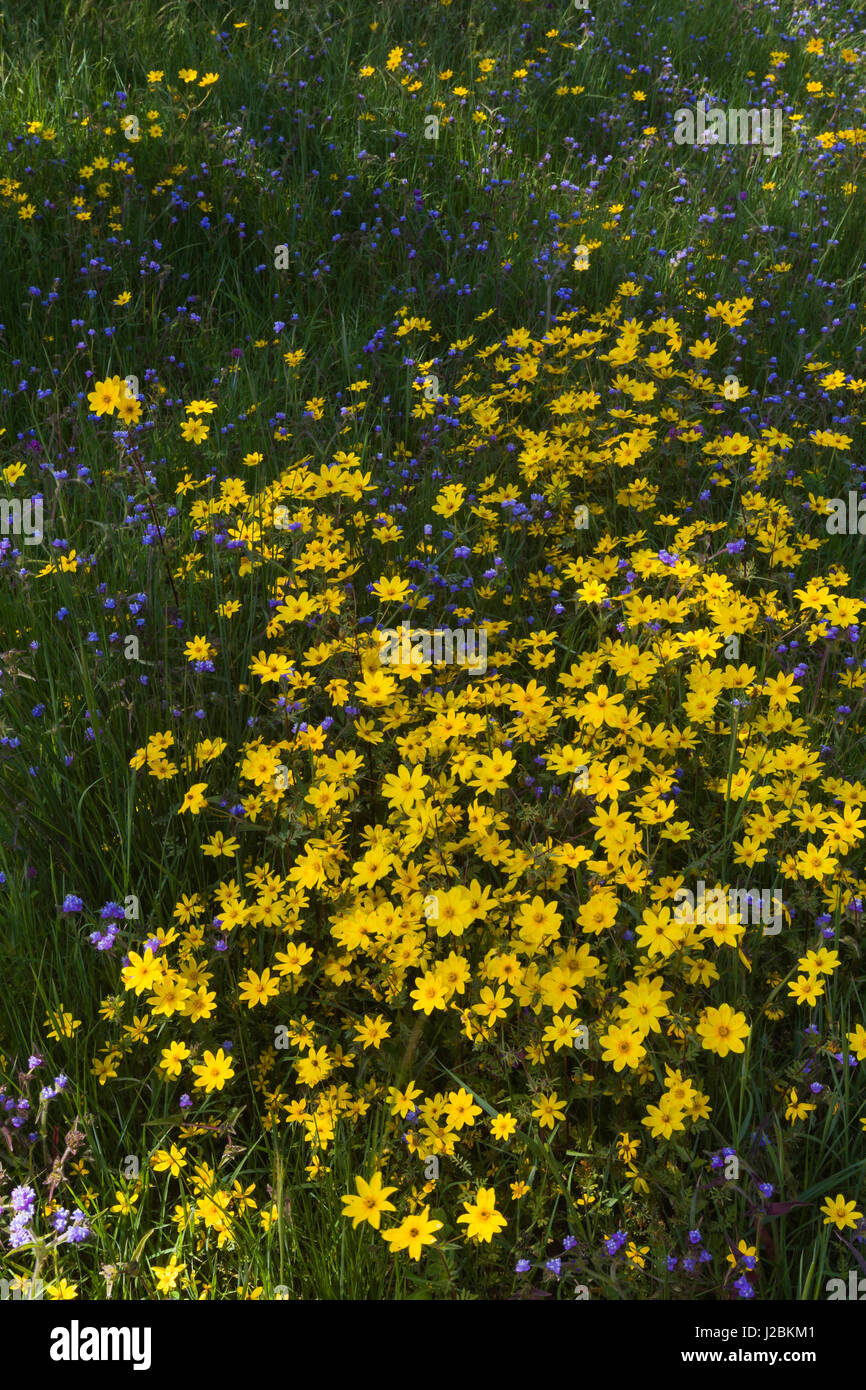 Africa, Ethiopia, Ethiopian Highlands, Western Amhara, near Gondar ...