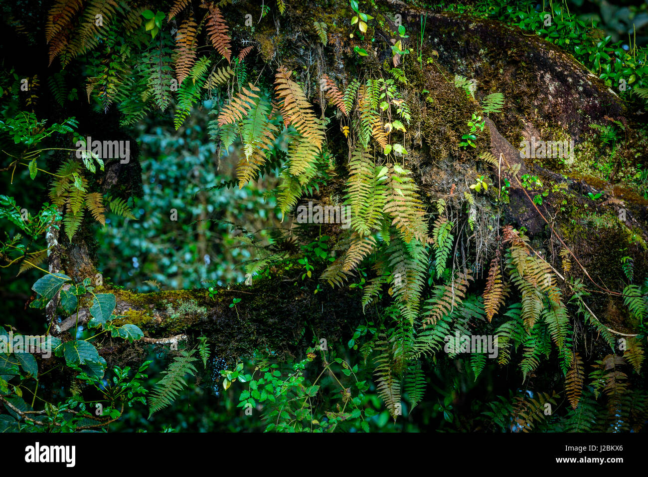 Ferns on tree. Bale Mountains National Park. Ethiopia Stock Photo - Alamy
