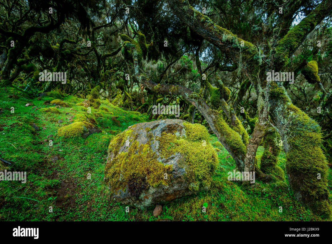 The Harenna forest. Bale Mountains National Park. Ethiopia Stock Photo ...