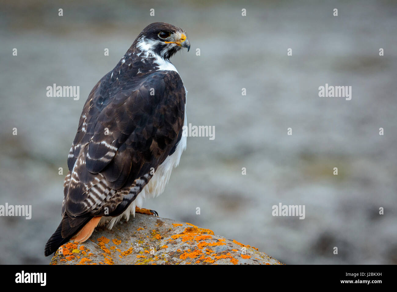 Augur buzzard (Buteo augur). Bale Mountains National Park. Ethiopia ...