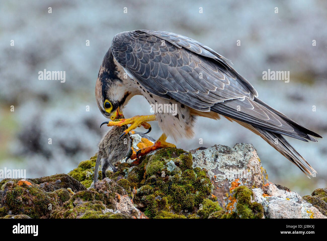 Lanner Falcon (Falco biarmicus). Bale Mountains National Park. Ethiopia ...