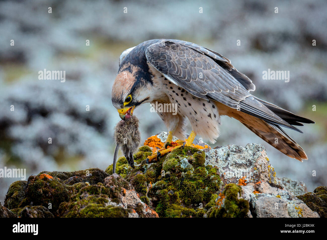 Lanner falcon ethiopia hi-res stock photography and images - Alamy