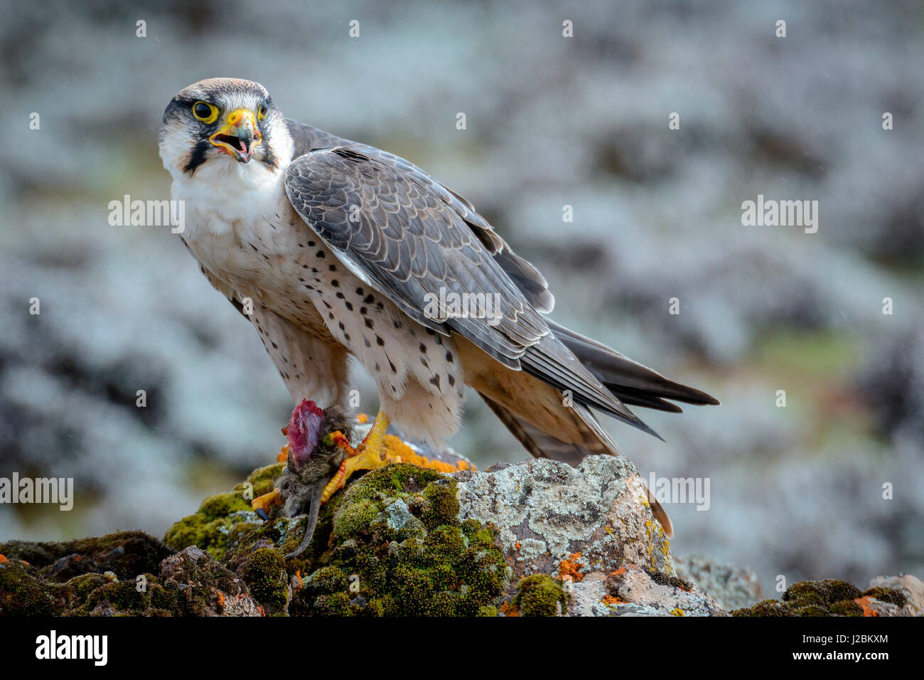 Lanner Falcon (Falco biarmicus). Bale Mountains National Park. Ethiopia ...