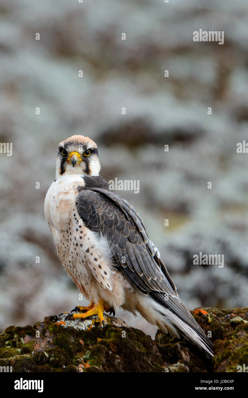 Lanner Falcon (Falco biarmicus). Bale Mountains National Park. Ethiopia ...