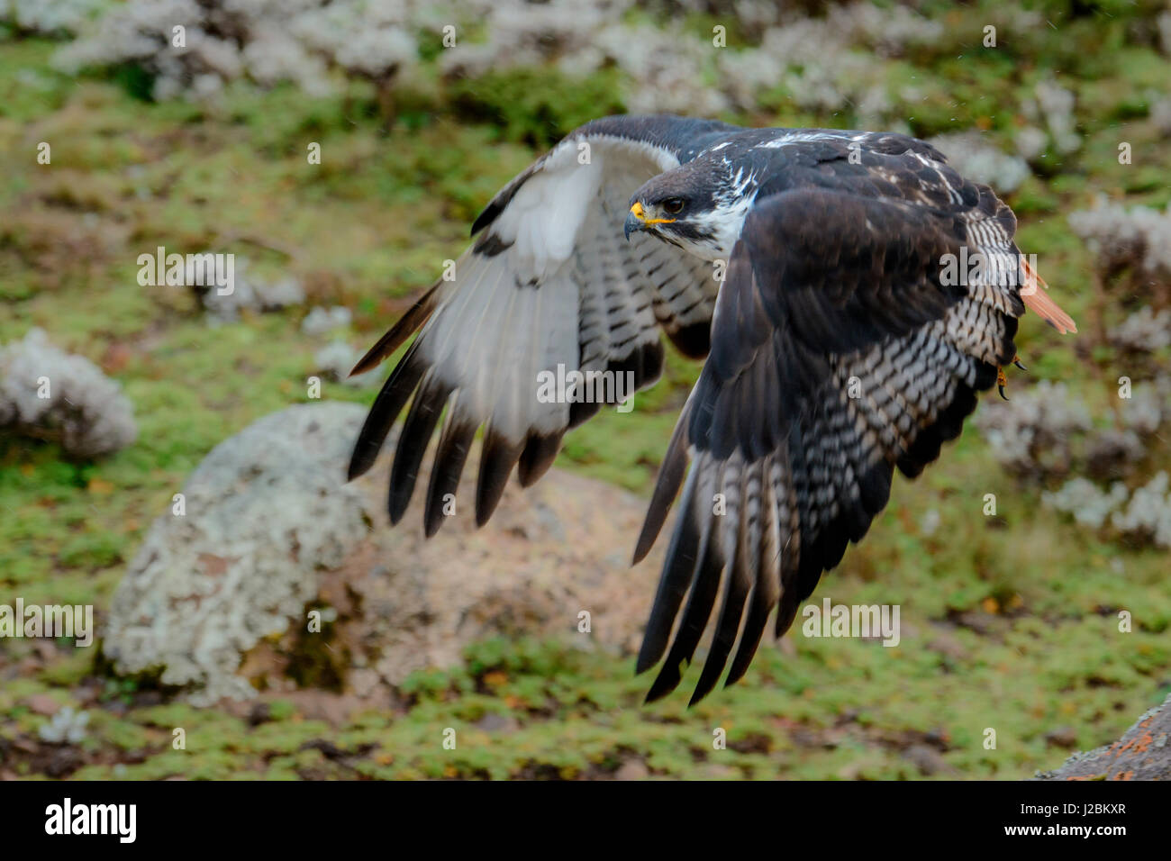 Augur buzzard (Buteo augur) in Flight. Bale Mountains National Park ...