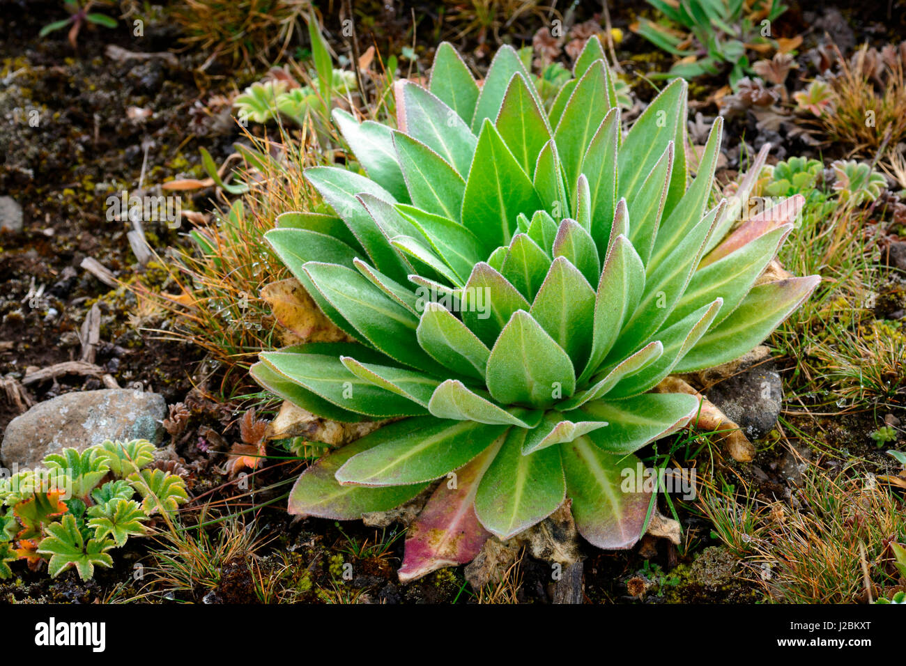 Giant lobelia (Lobelia rhynchopetalum). Bale Mountains National Park ...
