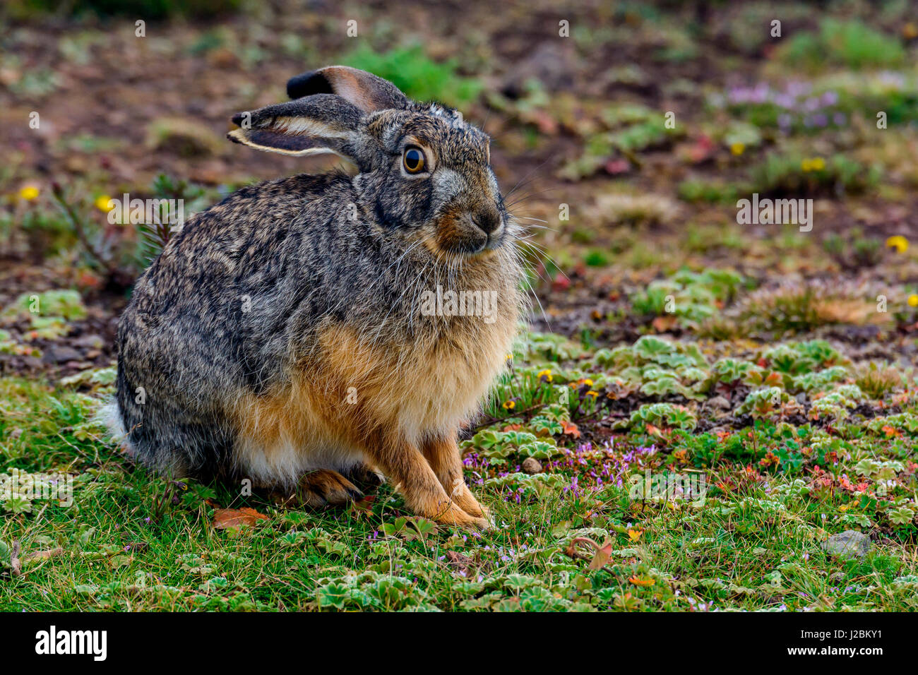 Starcks hare hi-res stock photography and images - Alamy