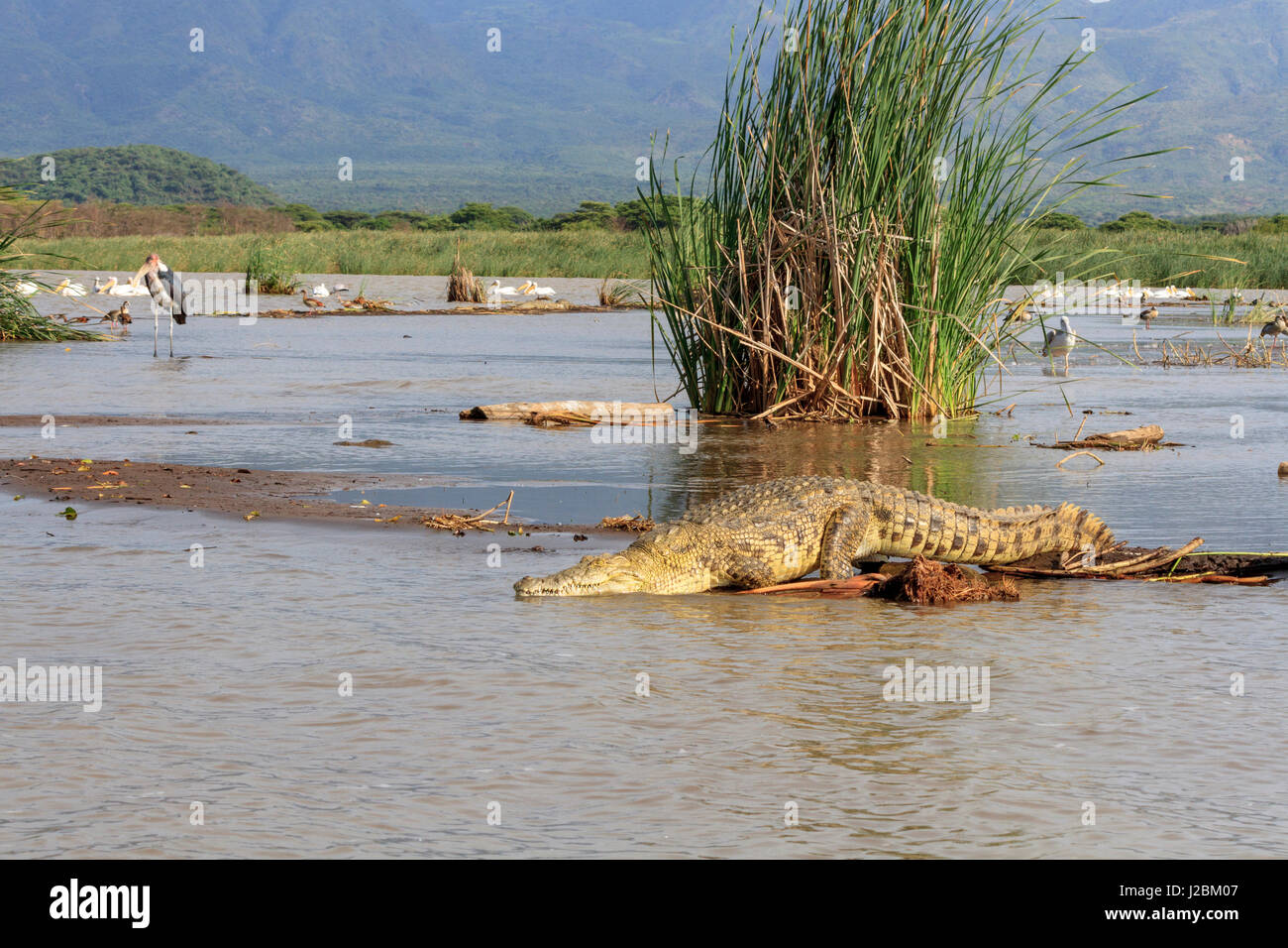 Stalking crocodile lake chamo ethiopia hi-res stock photography and ...