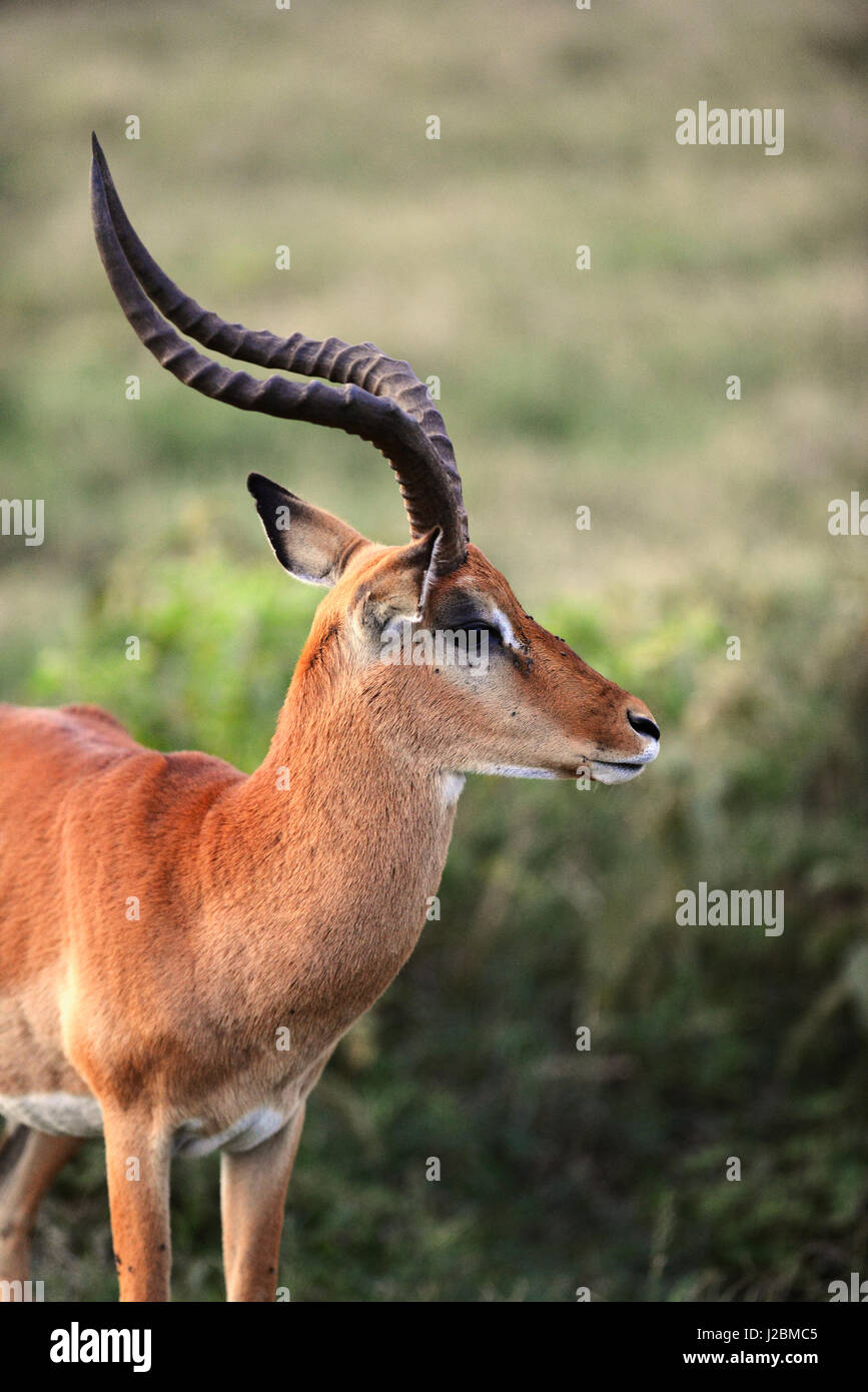 Kenya, Lake Nakuru National Park, impala antelope (Large format sizes ...