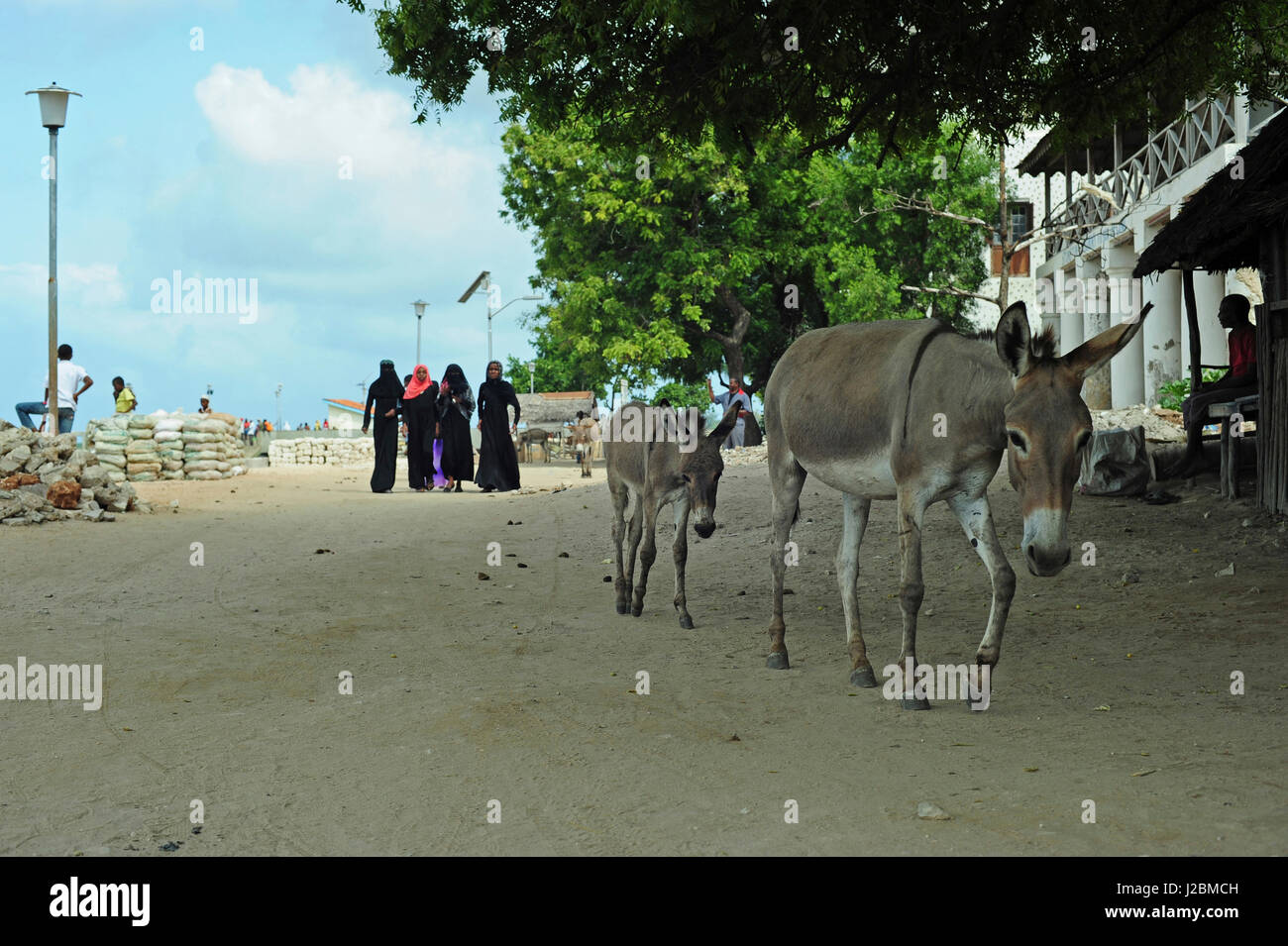Kenya, Lamu archipelago, Lamu, donkeys walking in the street Stock ...