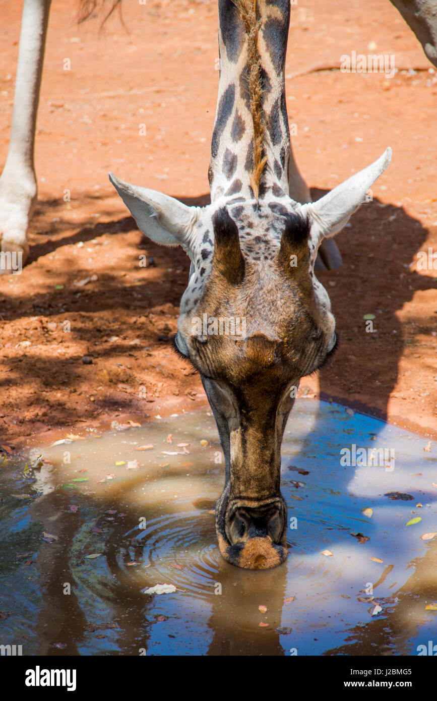 Africa, Kenya, Nairobi, Langata, Hog Ranch (Large format sizes ...
