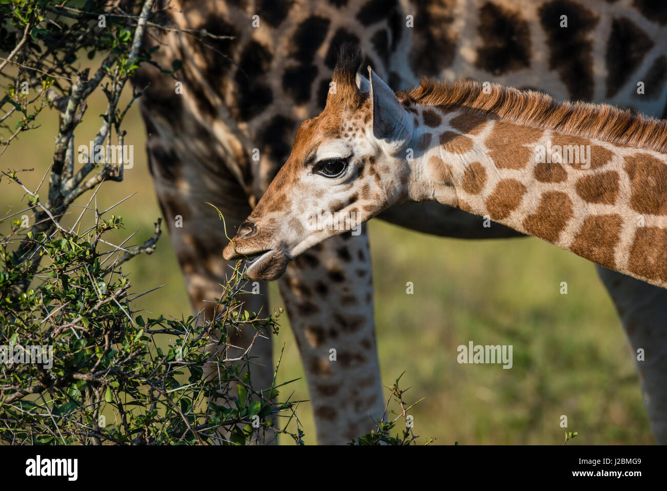 Africa, Kenya, Nairobi, Langata, Hog Ranch (Large format sizes ...