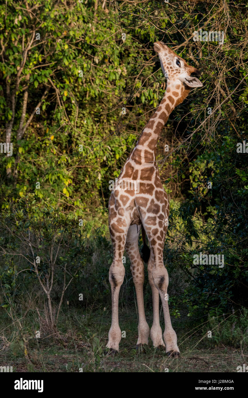 Africa, Kenya, Nairobi, Langata, Hog Ranch (Large format sizes ...
