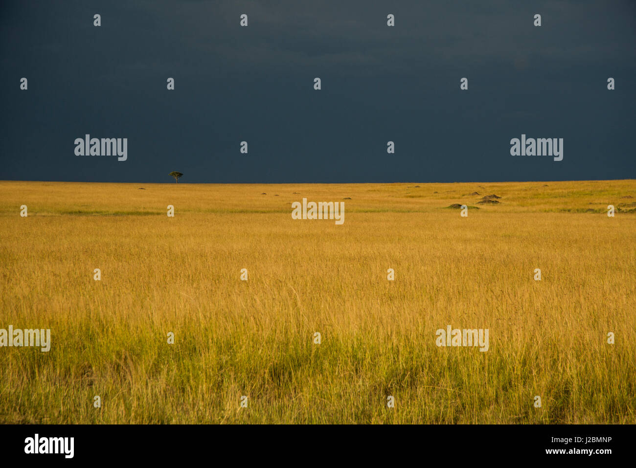 Africa, Kenya, Maasai Mara National Reserve, Mara Conservancy, Mara ...
