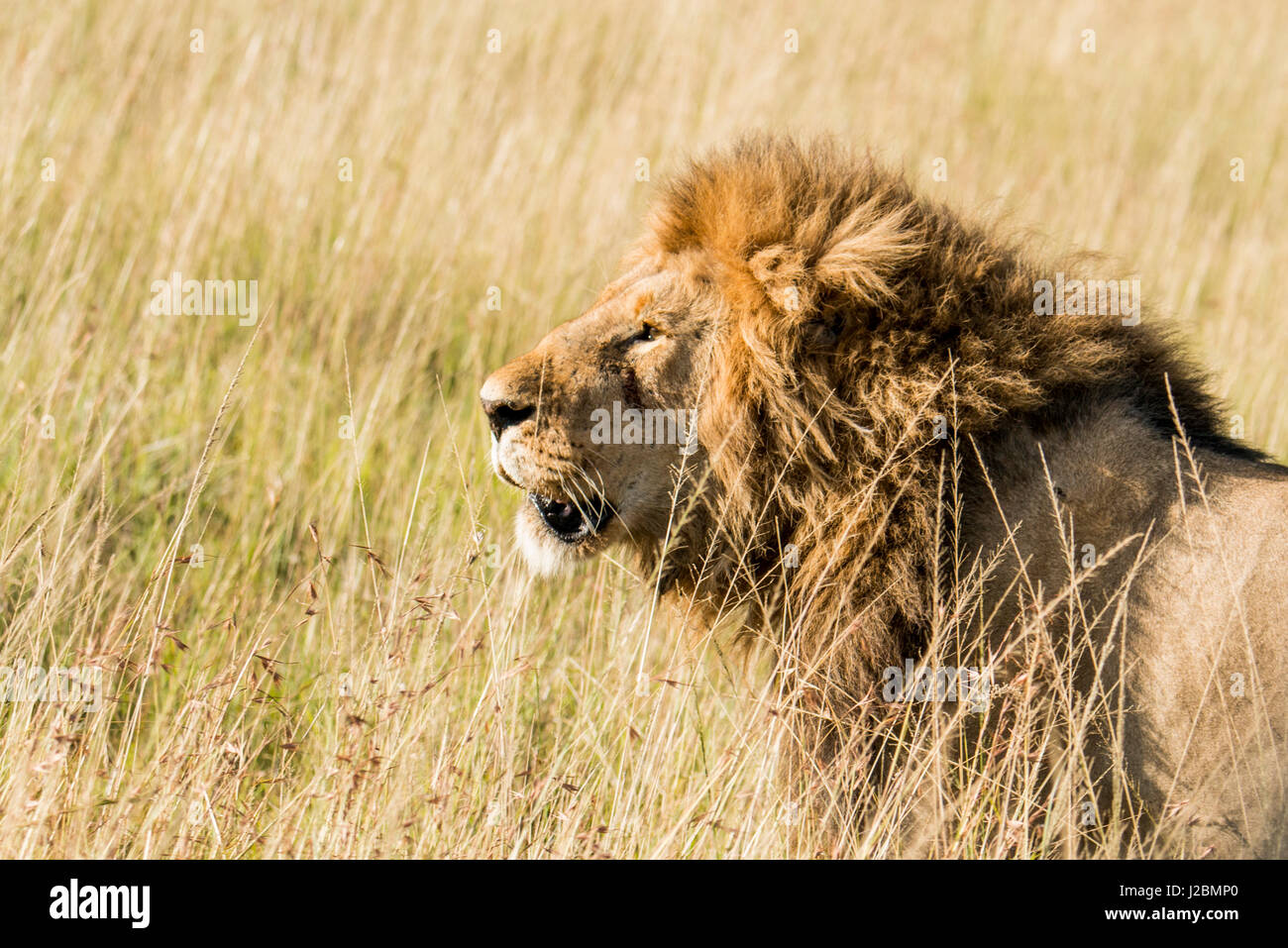 Africa, Kenya, Maasai Mara National Reserve, Mara Conservancy, Mara ...