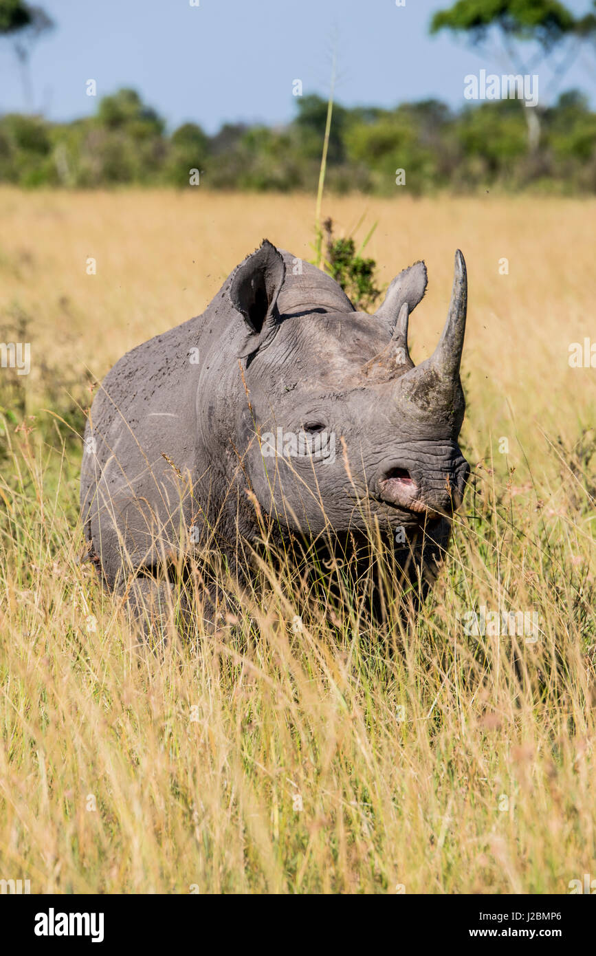 Africa, Kenya, Maasai Mara National Reserve, Mara Conservancy, Mara ...