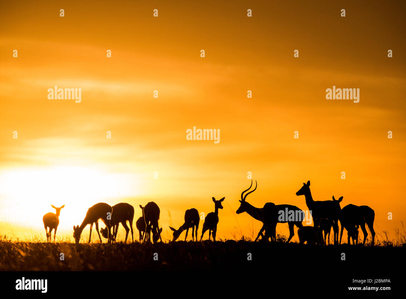 Africa, Kenya, Maasai Mara National Reserve, Mara Conservancy, Mara ...