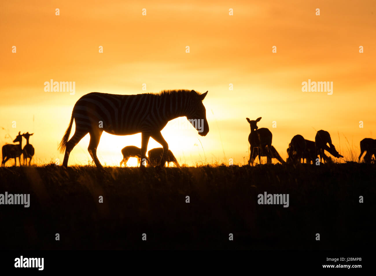 Africa, Kenya, Maasai Mara National Reserve, Mara Conservancy, Mara ...