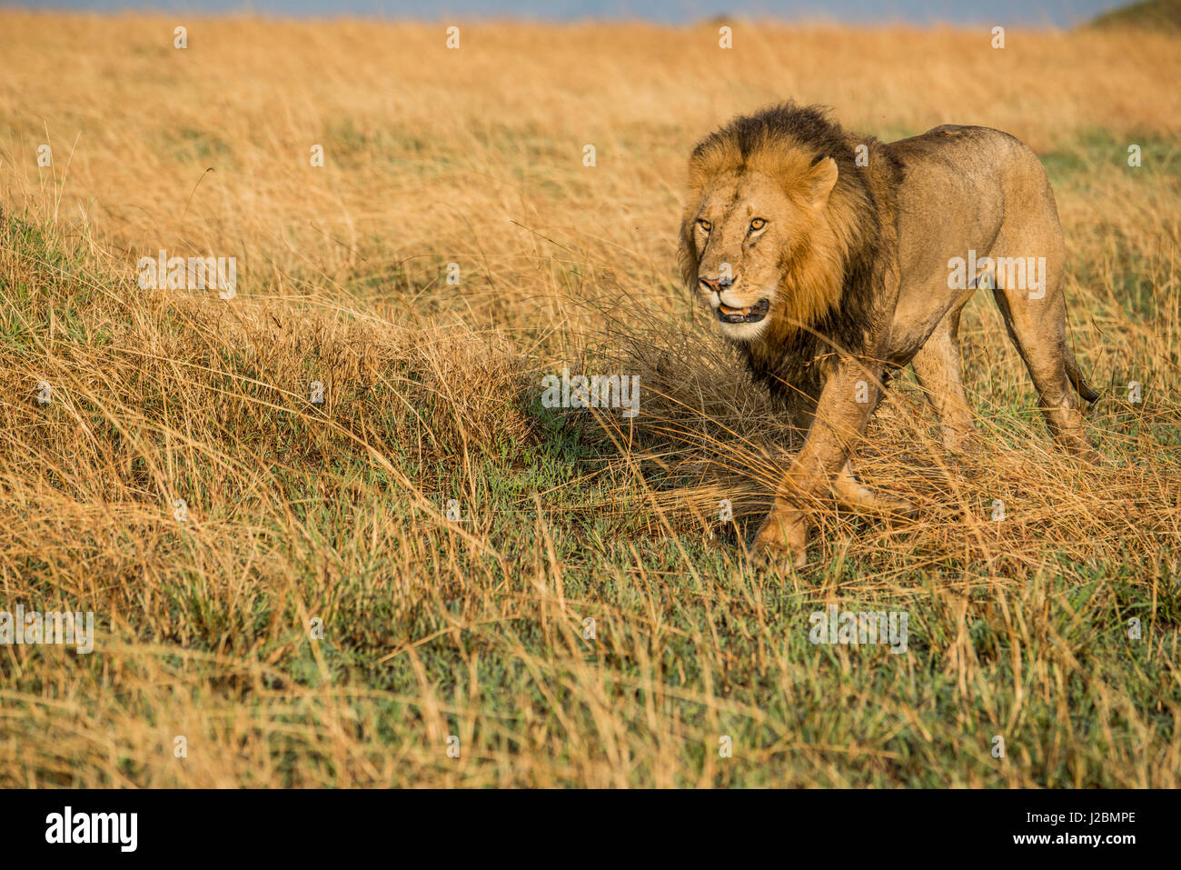 Africa, Kenya, Maasai Mara National Reserve, Mara Conservancy, Mara ...