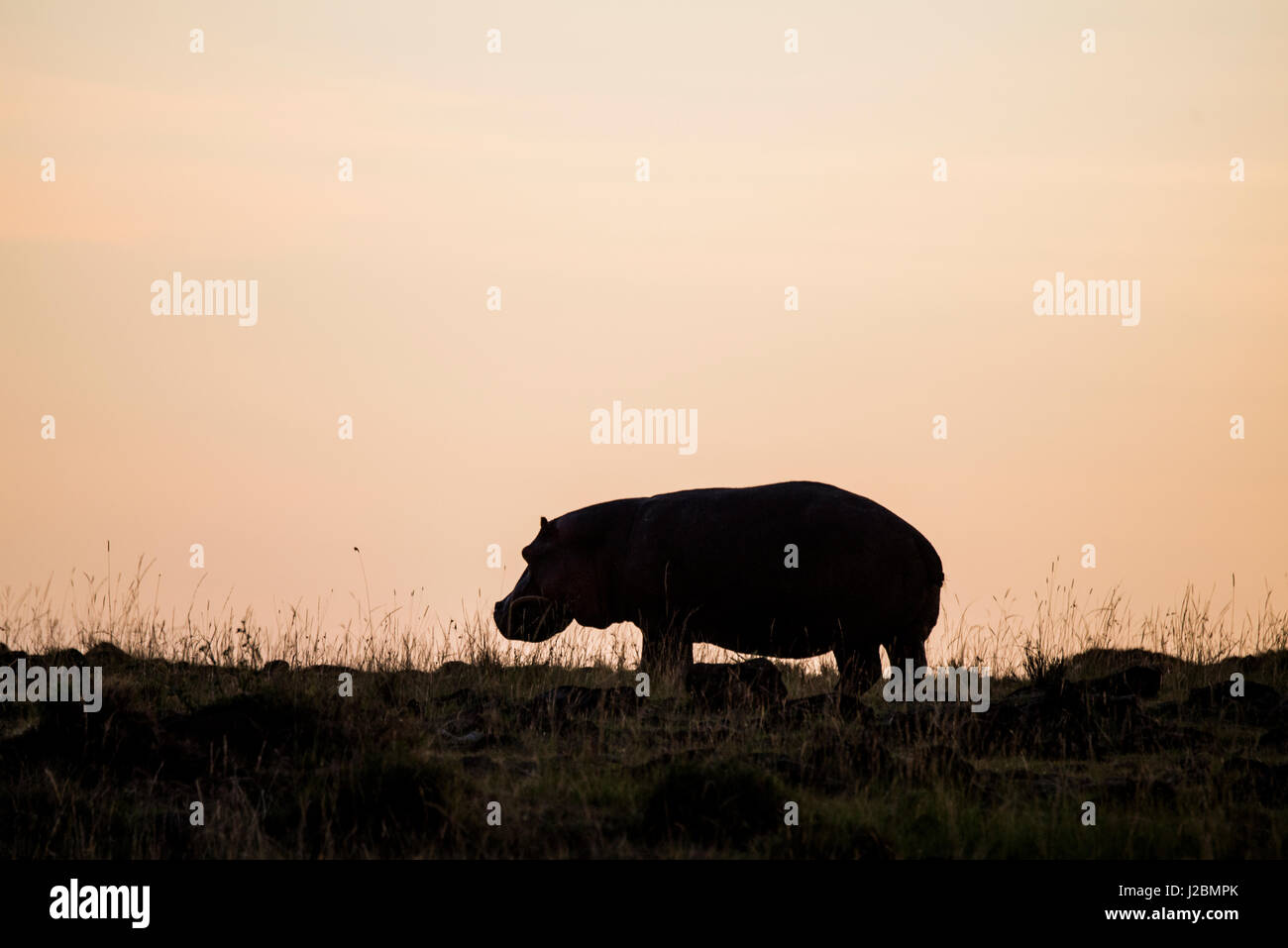 Africa, Kenya, Maasai Mara National Reserve, Mara Conservancy, Mara ...