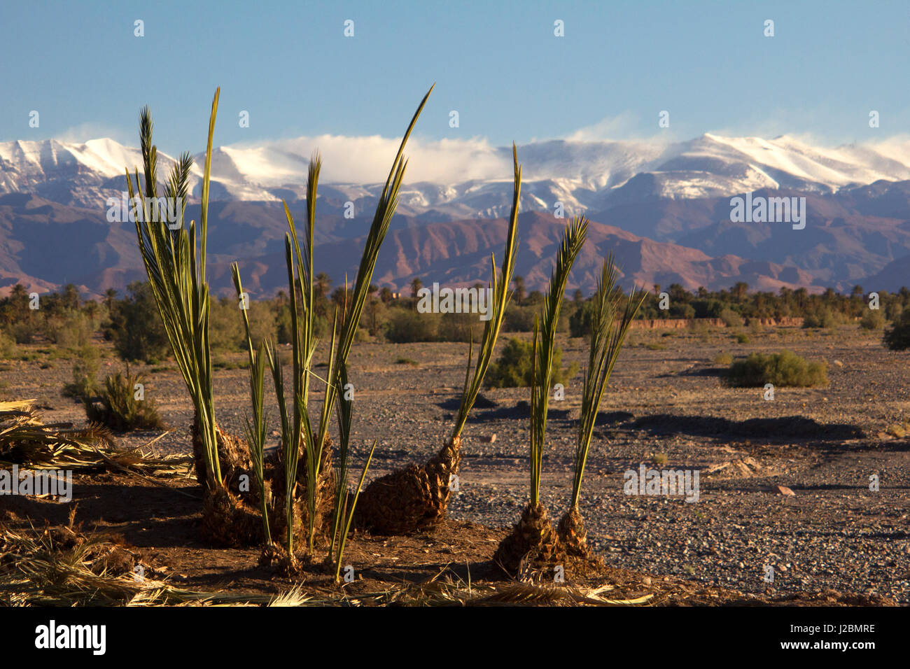 Morocco, Skoura. Landscape of Skoura oasis, with backdrop of snow ...