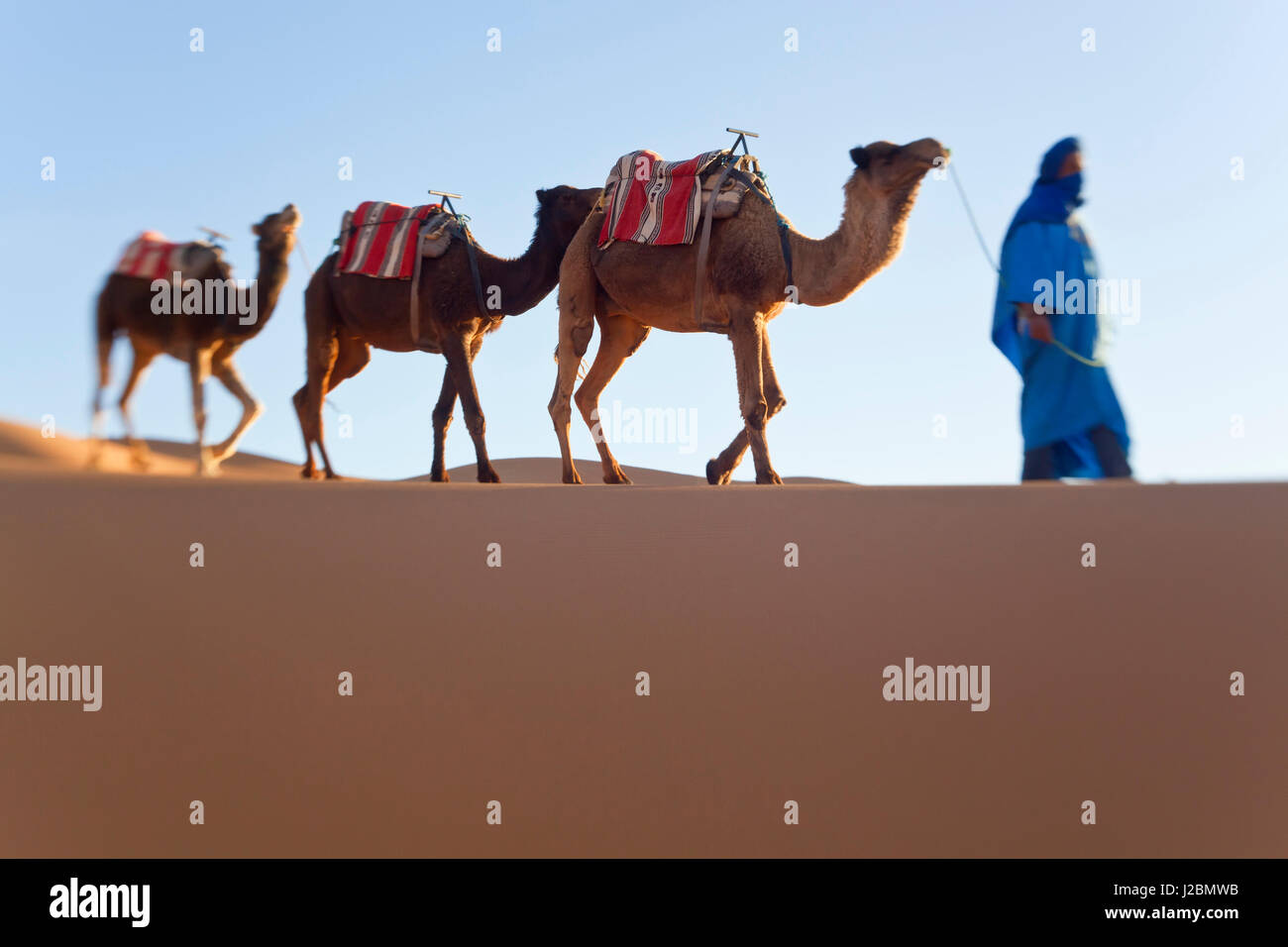 Tuareg camel train sahara desert hi-res stock photography and images ...