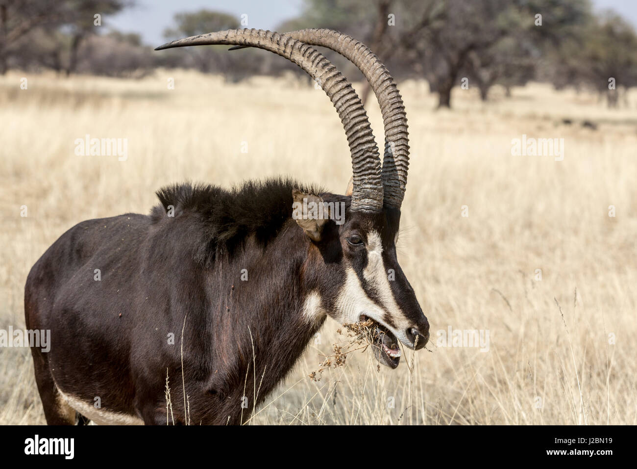 Africa, Namibia, Windhoek, Okapuka Ranch. Close-up of sable antelope ...