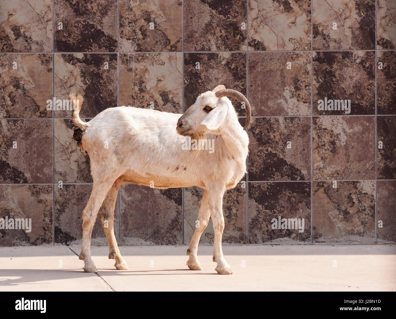 Goat wall hi-res stock photography and images - Alamy