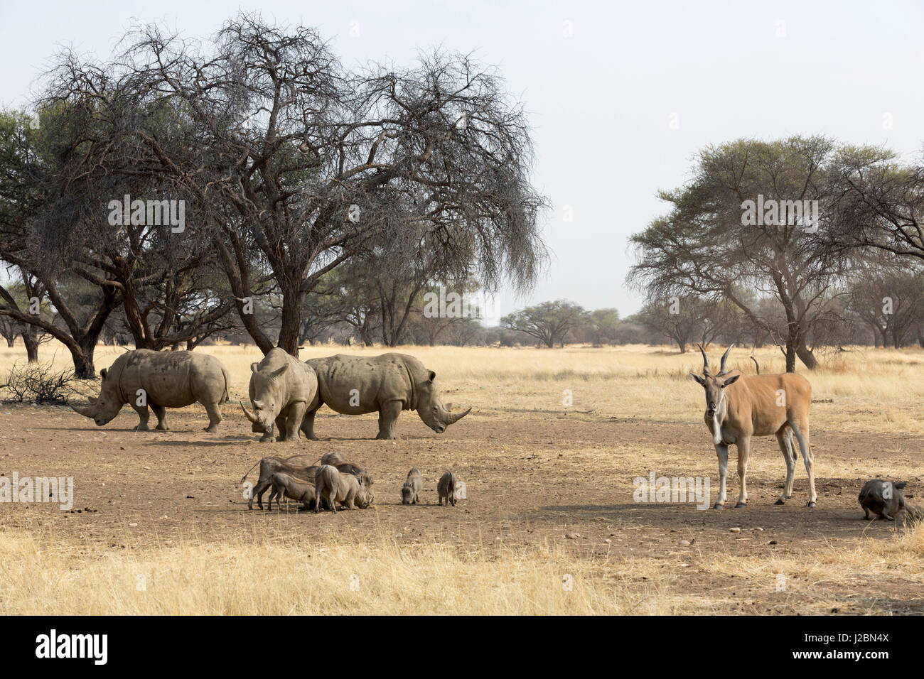 Africa, Namibia, Windhoek, Okapuka Ranch. Group of rhinoceros, eland ...