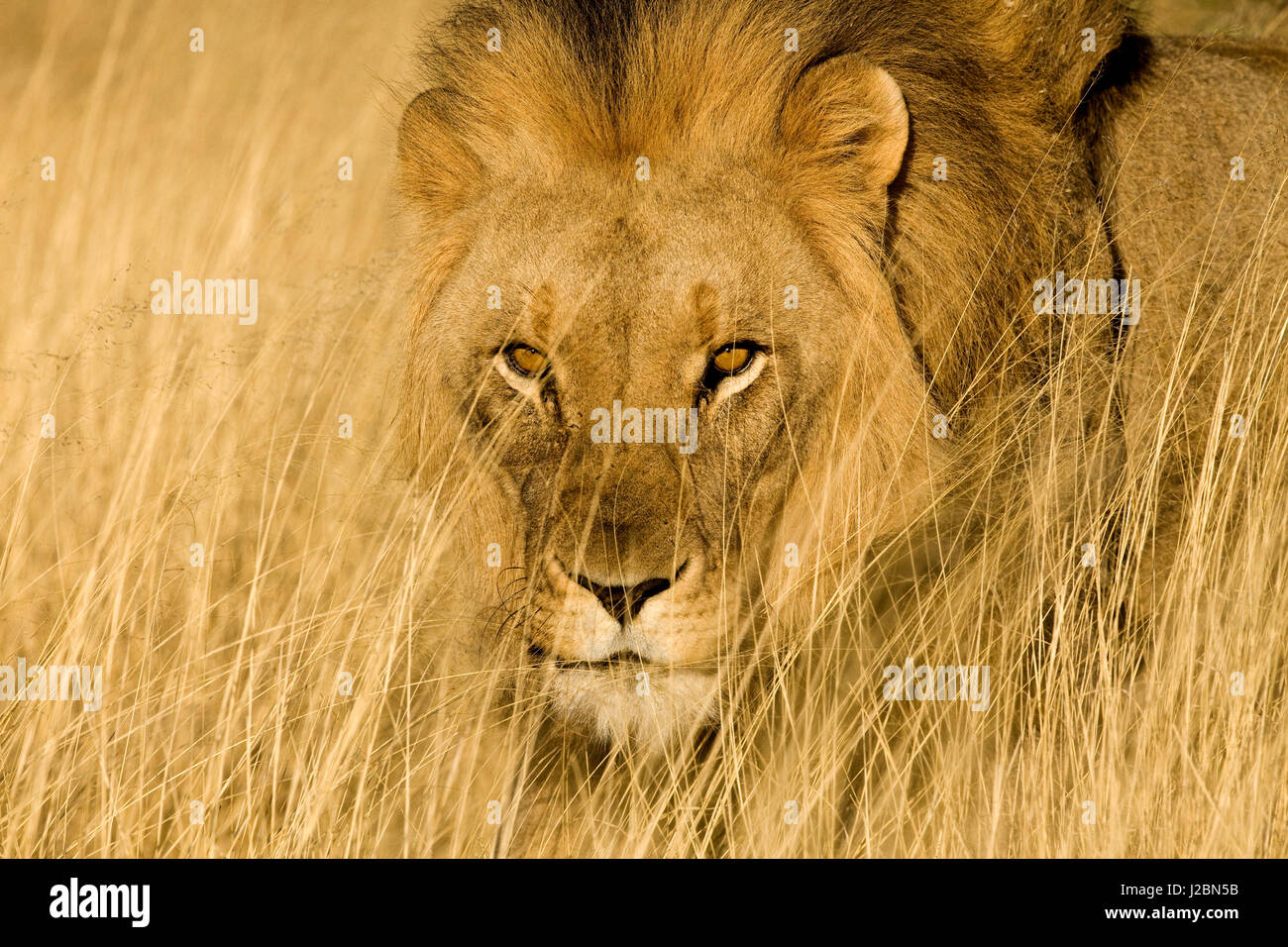 Lion crouched in grass hi-res stock photography and images - Alamy