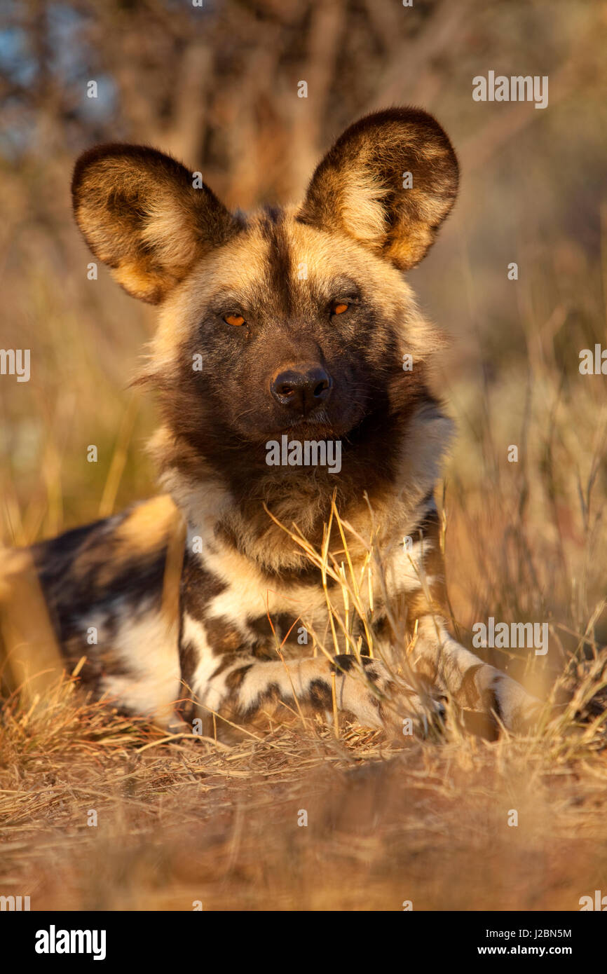 Namibia wild dog resting credit as hi-res stock photography and images ...