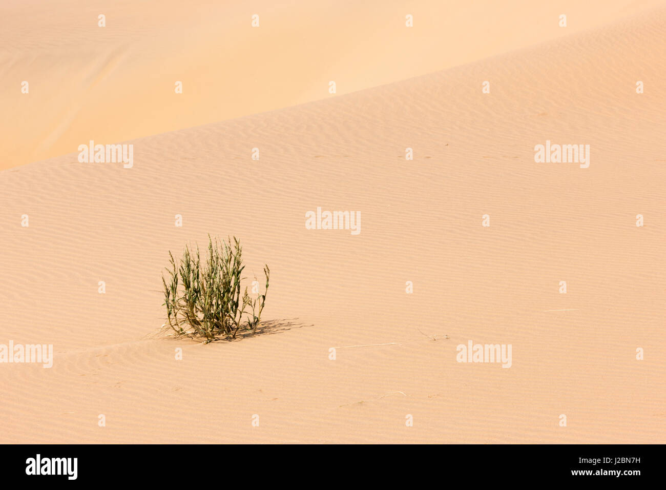 Africa, Northwestern Namibia, Kaokoveld, Hartmann's Valley. Shrub ...