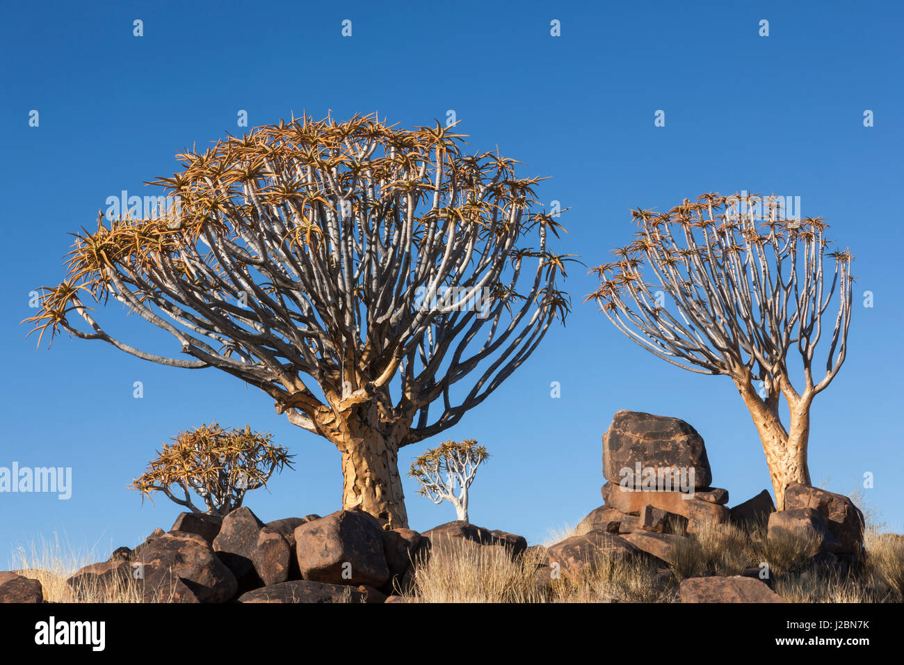 Africa, Namibia, Keetmanshoop, Quiver Tree Forest, (Aloe dichotoma ...