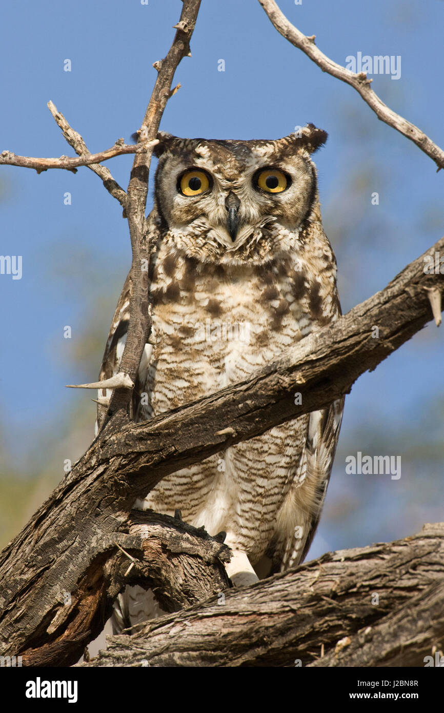 Namib and Nature Reserve, Namibia. Spotted Eagle-Owl Stock Photo - Alamy