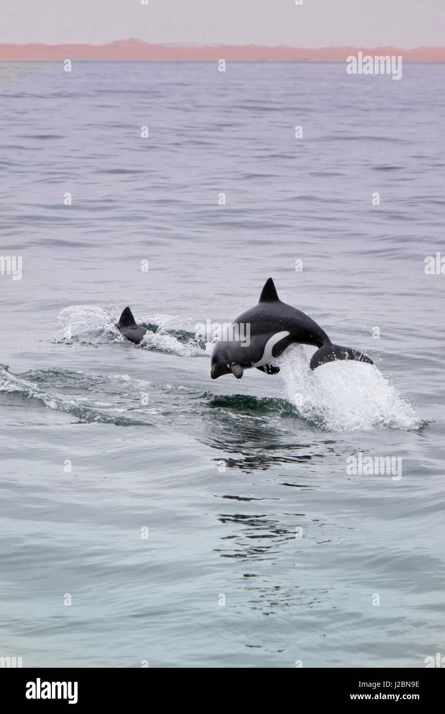 Pregnant dolphin hi-res stock photography and images - Alamy