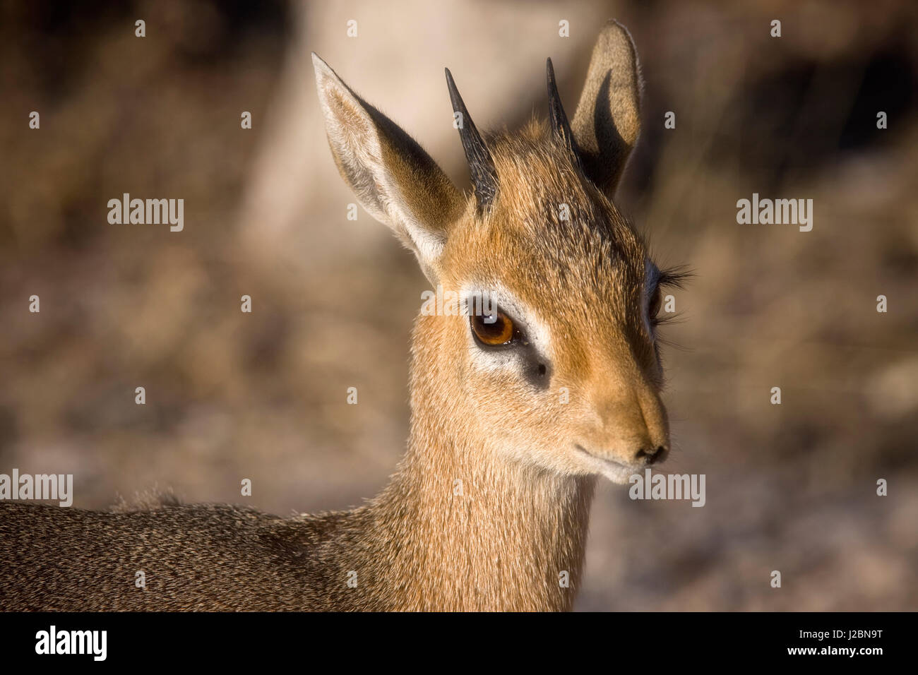 Etosha National Park, Namibia. Close-up view of a Kirk's Dik-dik Stock Photo - Alamy