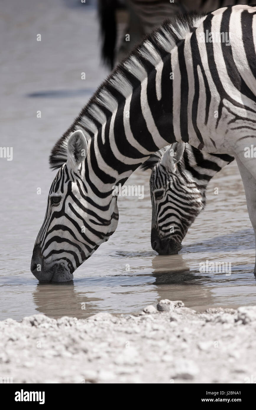Etosha National park, Namibia. Africa. Plains Zebra Stock Photo - Alamy