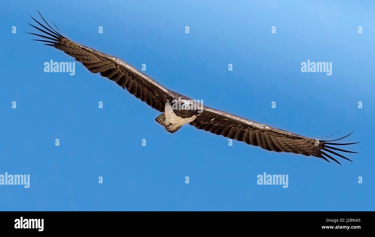 Eagle Martial Largest High Resolution Stock Photography and Images - Alamy