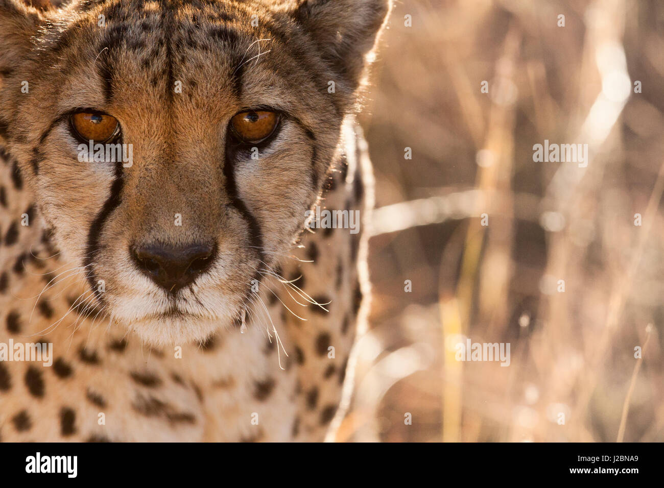 Cheetah Conservation Fund, Namibia. Africa. Off-center close-up of a ...