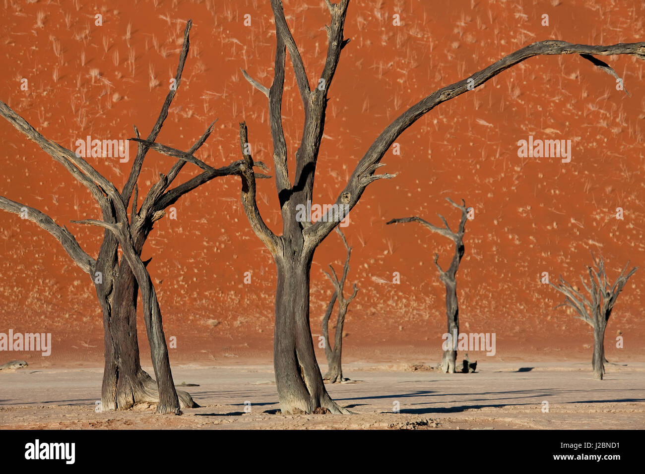 Peter pan in tree hi-res stock photography and images - Alamy