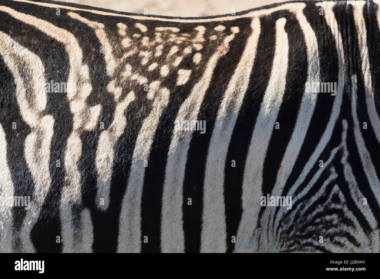 South Africa, Durban. Tala Game Reserve. Plains zebra aka Burchell's ...