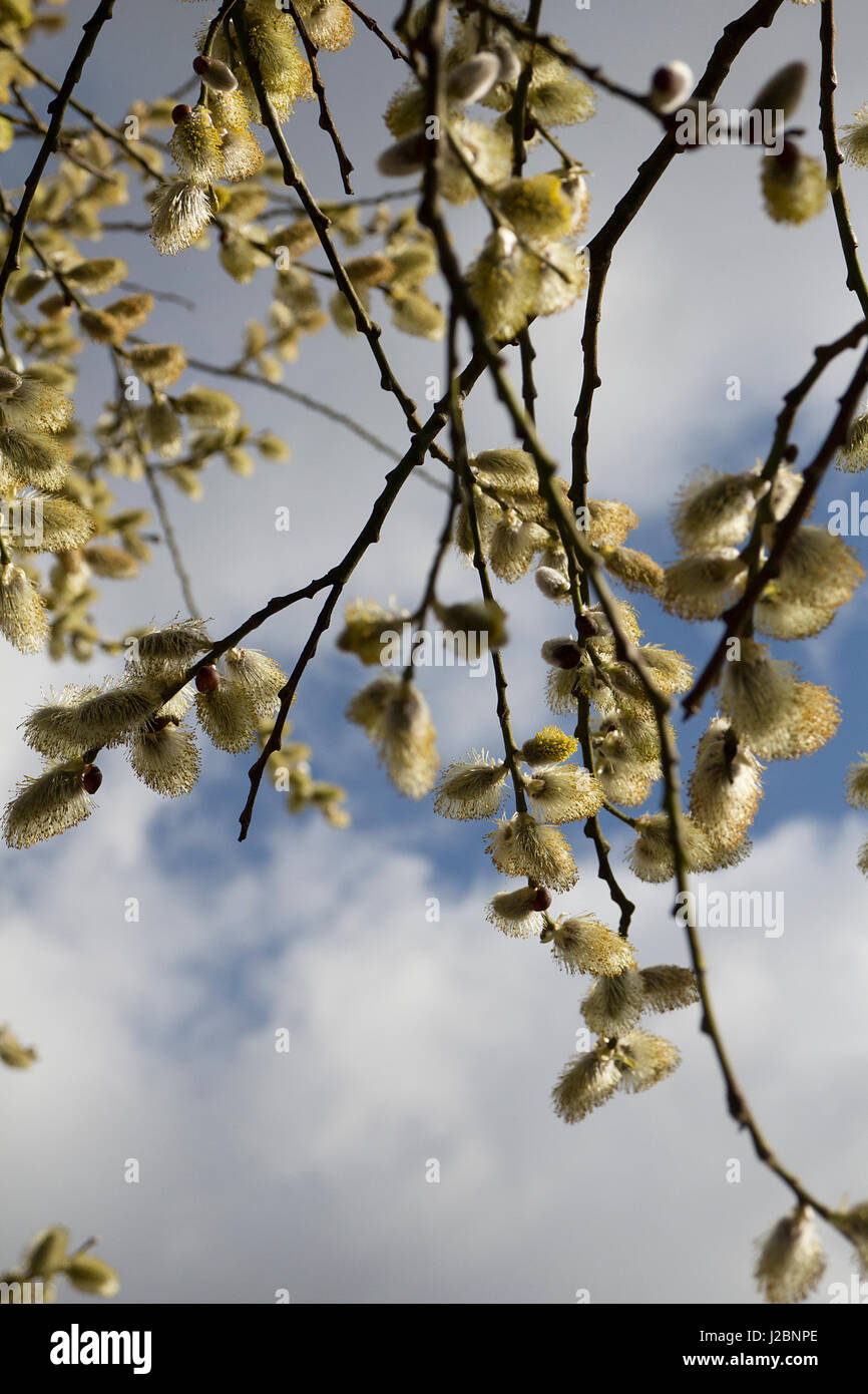 Pussy willow catkins on tree Stock Photo - Alamy